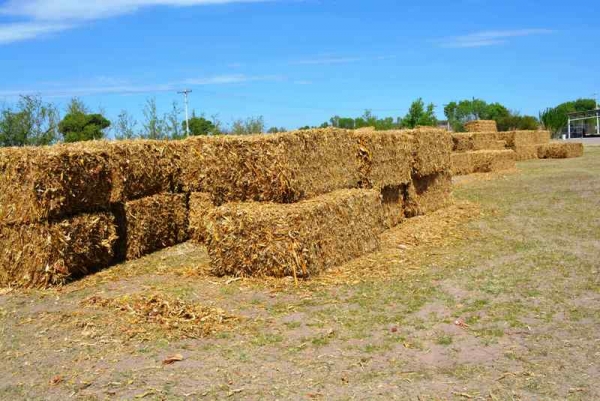 DESARROLLO RURAL DE SAUCILLO OFERTA PACAS DE RASTROJO A PRODUCTORES ...